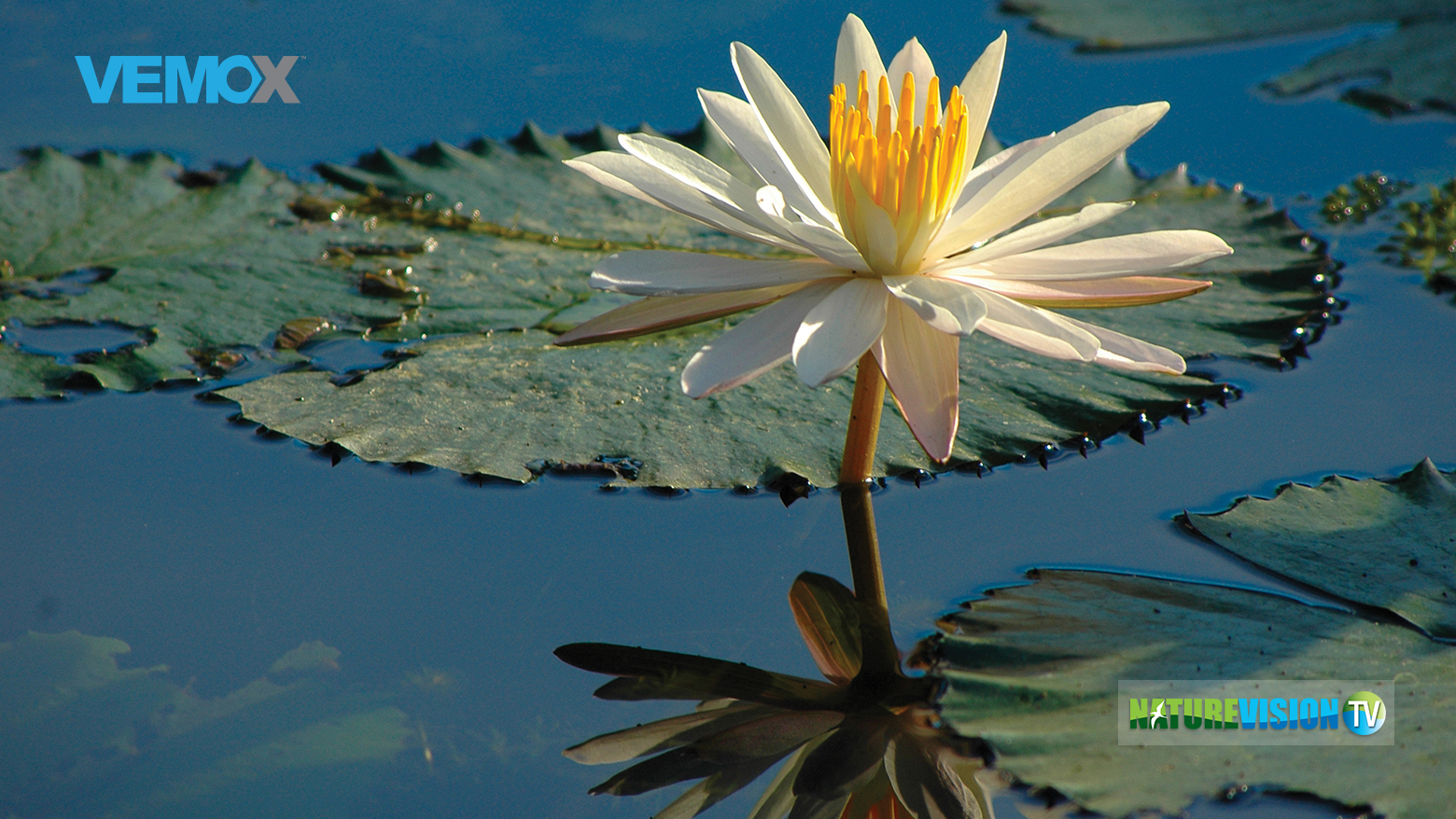 VEMOX™ offers the relaxing and stress-free content of NatureVision TV ...